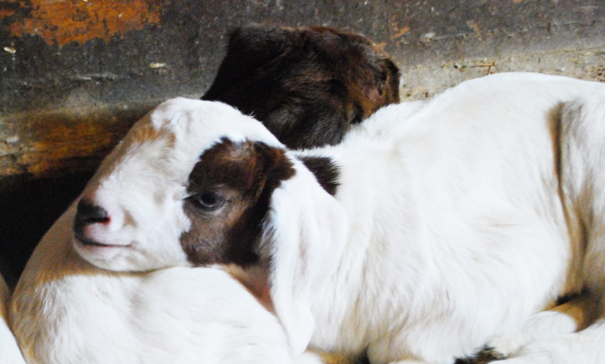 Fat Baby Goat