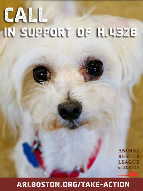 animal cruelty Archives - Animal Rescue League of Boston