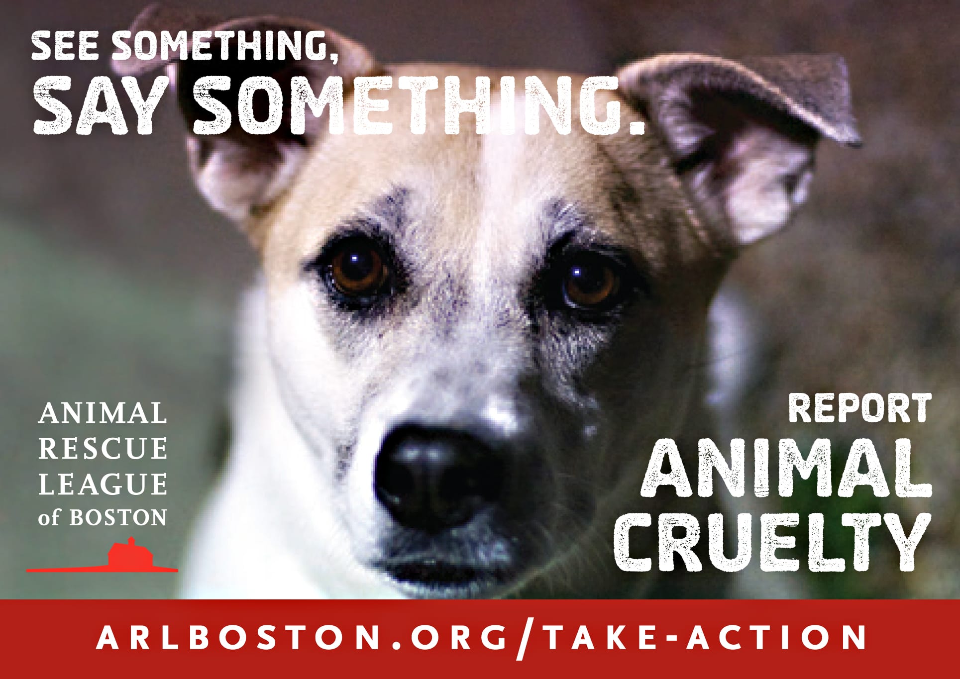 animal cruelty Archives - Animal Rescue League of Boston