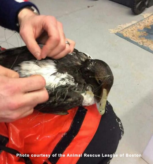 Winter weather animal rescues 2015