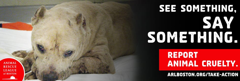 Effects Of Animal Cruelty How Does Animal Cruelty Affect Society effects-of-animal-cruelty-how-does-animal-cruelty-affect-society