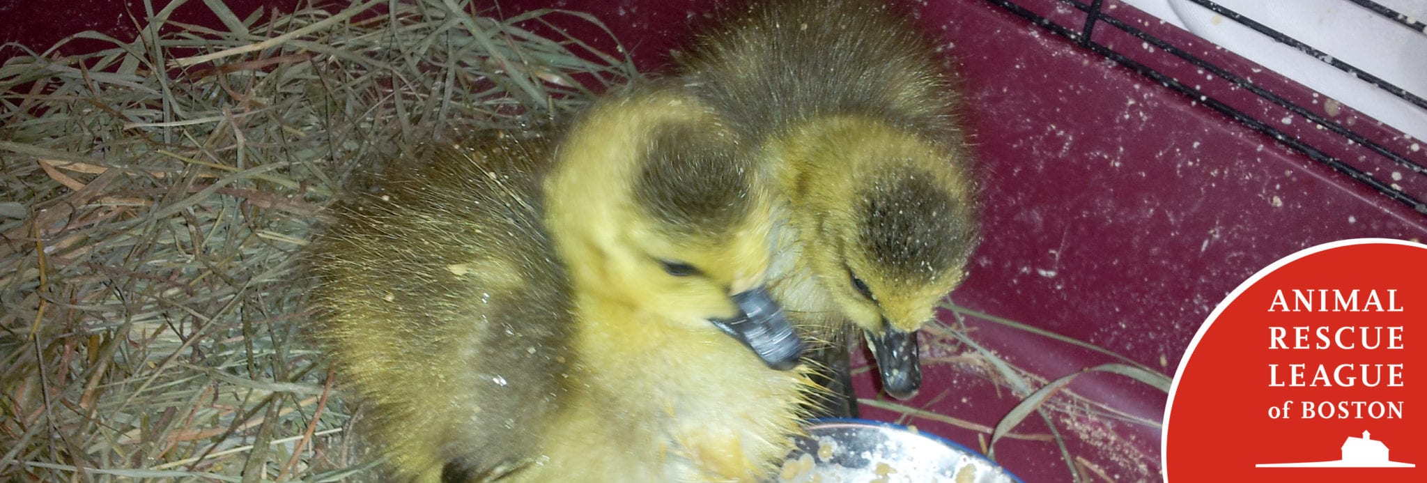 I Found a Baby Bird. What Do I Do Now?