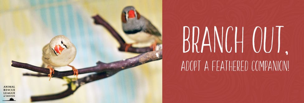 January is National Adopt-a-Bird Month