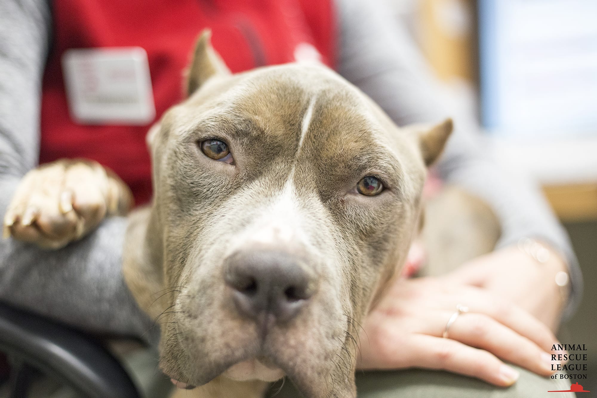Update: Cruelly Abandoned Dedham Dog Recovering at ARL