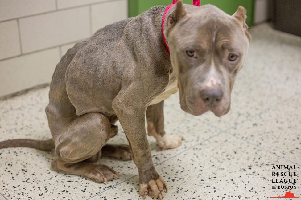 Starved young dog found in Dedham, MA