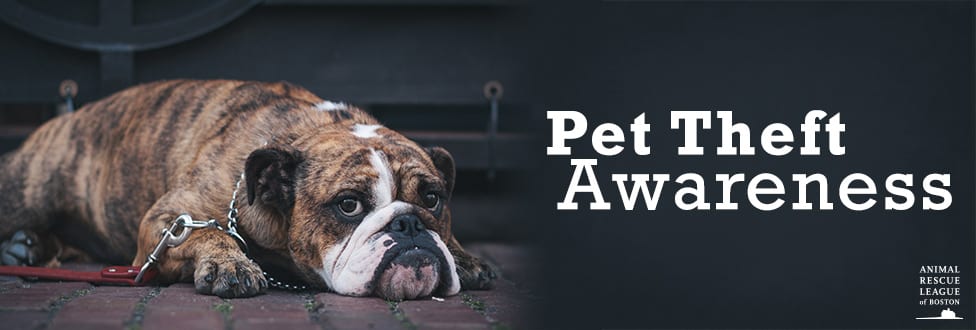 February 14 is Pet Theft Awareness Day