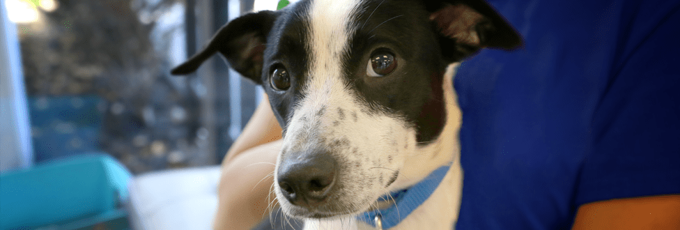 Healthy Animals, Healthy Communities