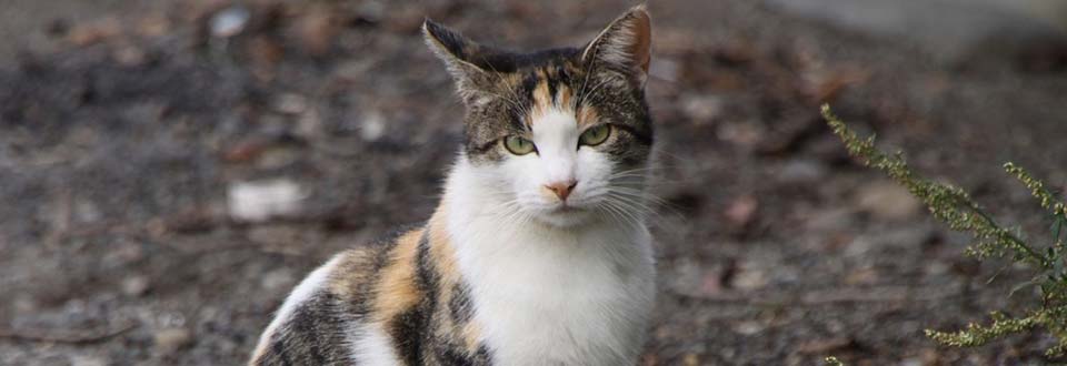 Community Cat Program