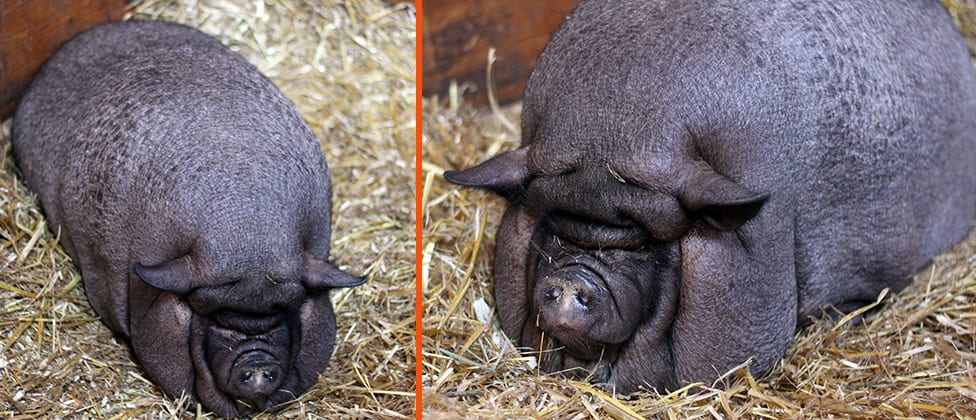ARL Rehabbing Morbidly Obese Potbellied Pig - Animal Rescue League of ...