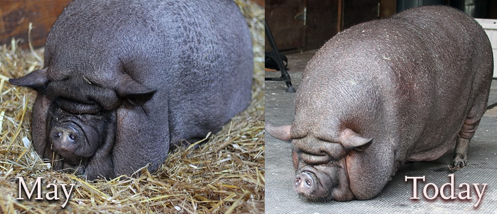 How Maybelle the Pot-Bellied Pig Got Her Groove Back - Animal Rescue ...