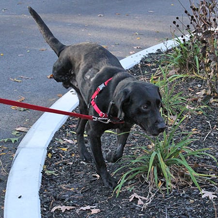 The Dangers of Tethering - Animal Rescue League of Boston