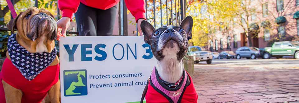 Animal Advocacy - Animal Rescue League of Boston