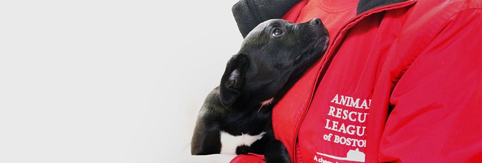 Animal Rescue League of Boston