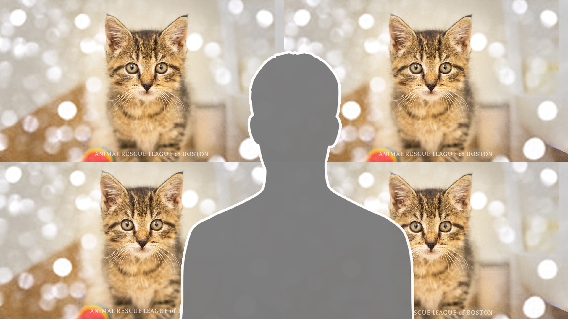 ARL Digital Workspace Backgrounds - Animal Rescue League of Boston