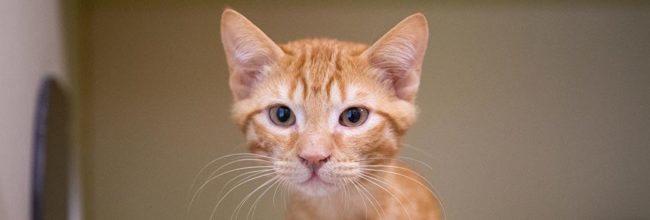 ARL Officially ASPCA Relocation Program Partner - Animal Rescue League ...