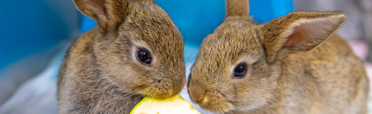 News - Animal Rescue League of Boston