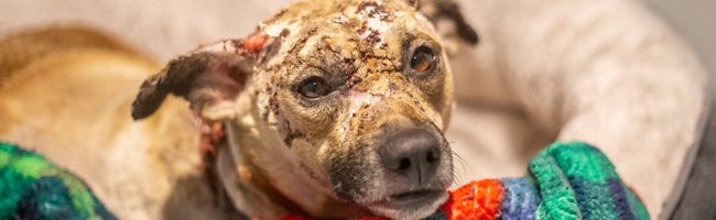 News - Animal Rescue League of Boston