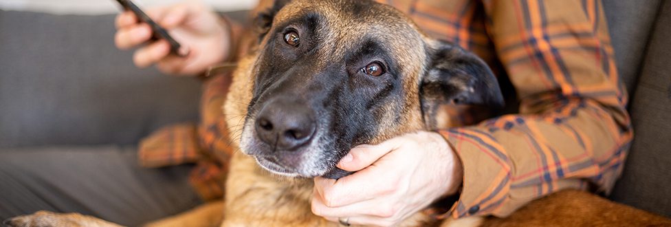 Temporary Pet Housing Initiative - Animal Rescue League of Boston