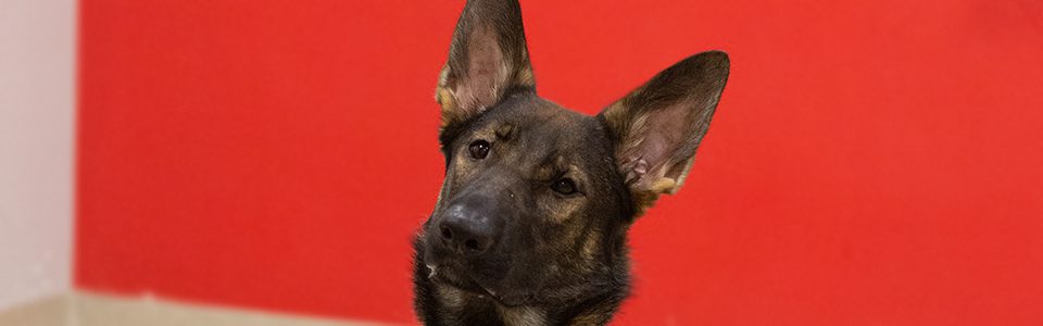 Press Release: East Boston resident facing a dozen animal cruelty ...