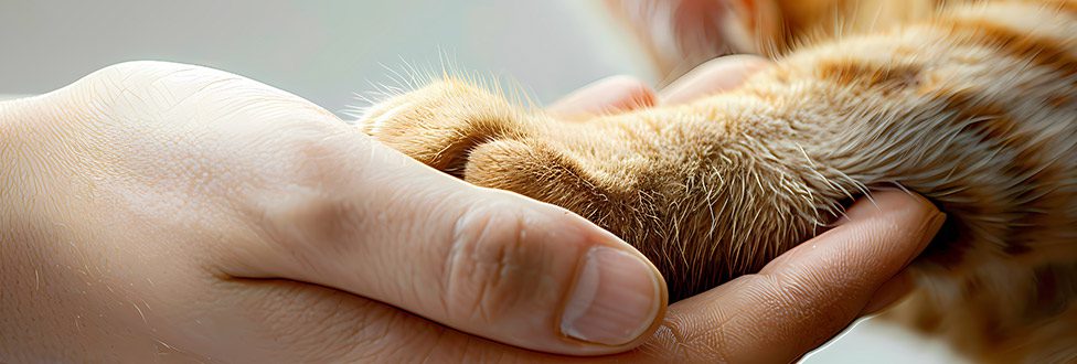 Massachusetts becomes the 4th state to ban declawing - Animal Rescue ...