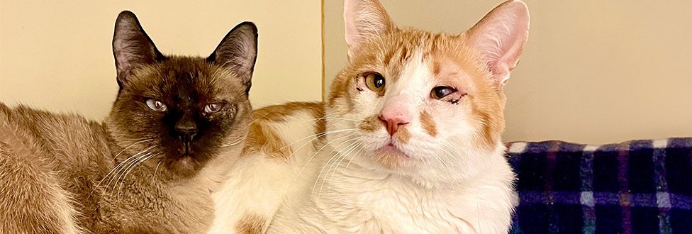 Shelter Cats Bond During Surgery Recovery - Animal Rescue League of Boston