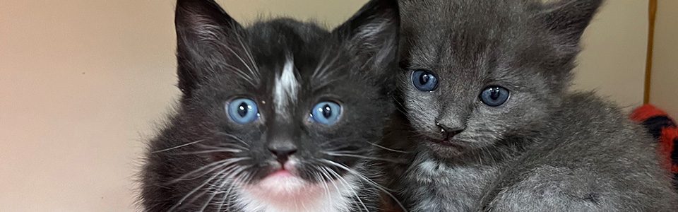 ARL Caring for Cats and Kittens Rescued from House Fires - Animal ...