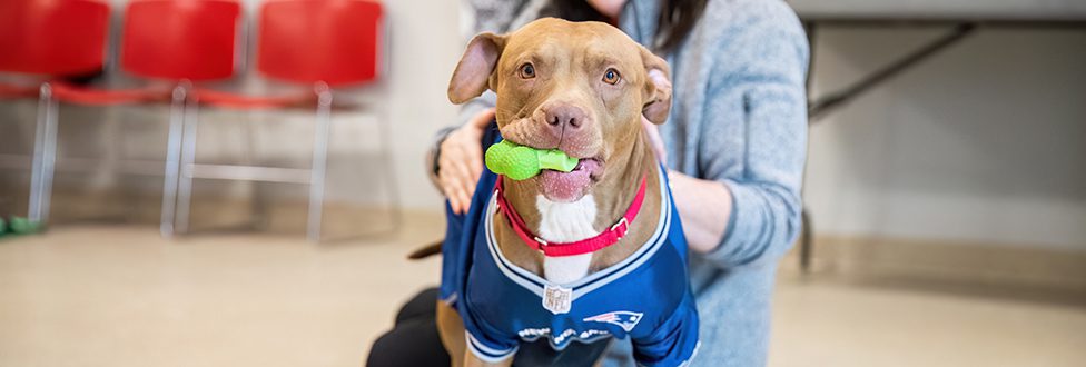 ARL’s Pup Rally Celebrates the Patriots’ Road to Super Bowl LX - Animal ...